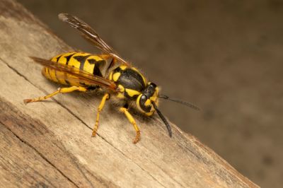 Efficient and Reliable Wasp Control Services for Your Home